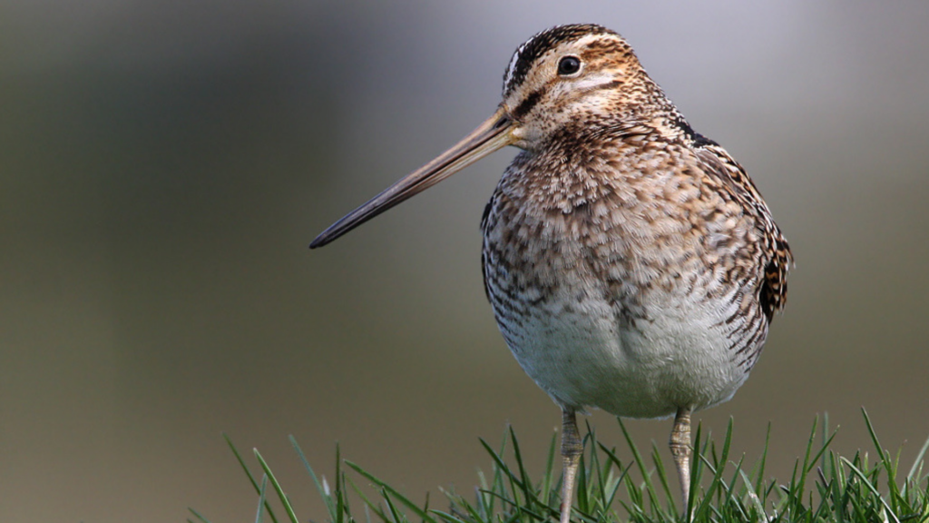 Válisti fugla í Evrópu- European Red list of Birds 2021 - Fuglavernd.is